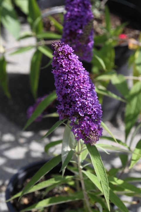 Buddleja davidii 'Adonis Blue' (='Adokeep') - Vlinderstruik | De Tuinen ...