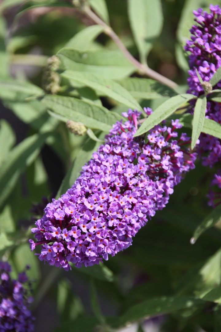 Buddleja davidii 'Purple Emperor' (= 'Pyrkeep') - Vlinderstruik | De ...