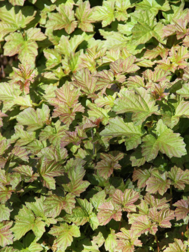 Viburnum opulus 'Nanum' - Gelderse roos | De Tuinen van Appeltern