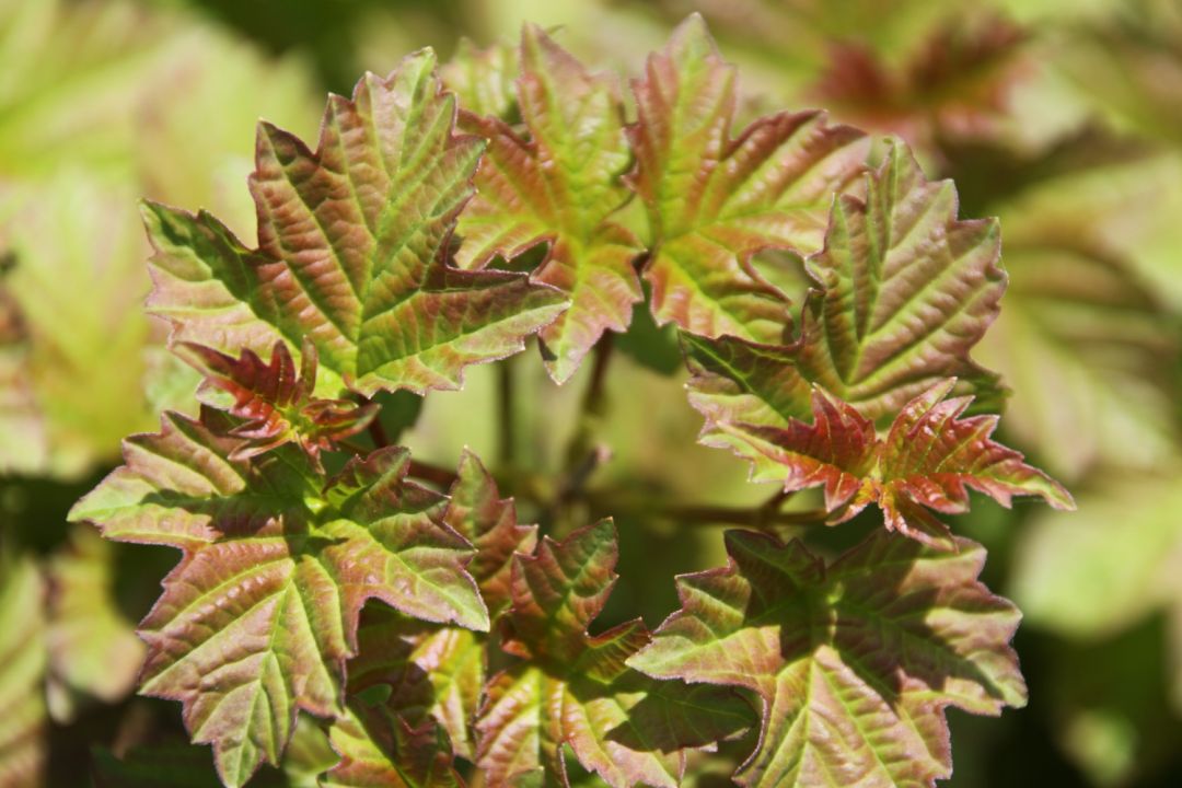 Viburnum opulus 'Nanum' - Gelderse roos | De Tuinen van Appeltern