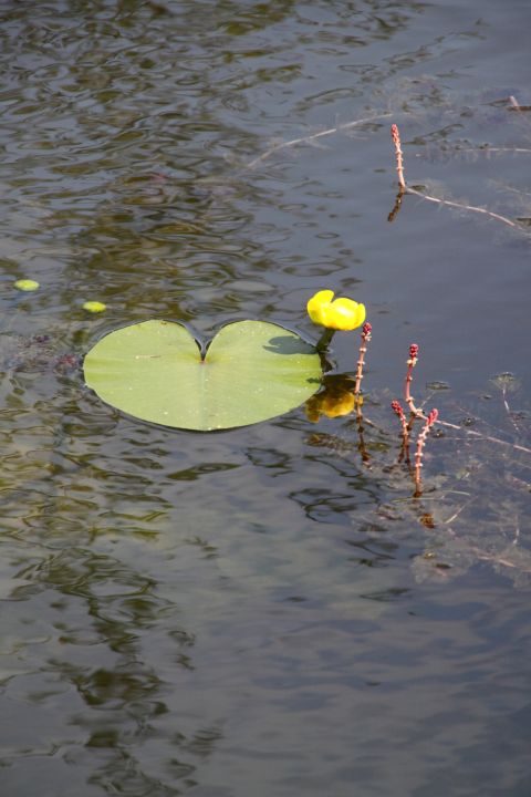 Nuphar lutea - Gele plomp | De Tuinen van Appeltern