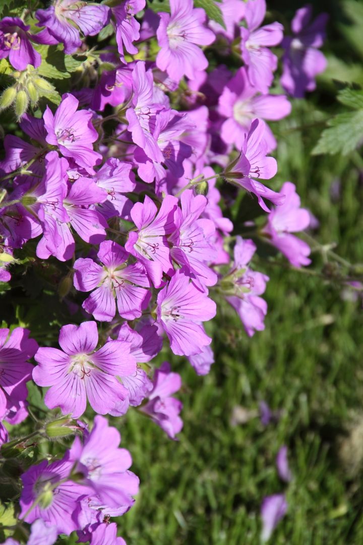 Geranium 'Sirak' - Ooievaarsbek | De Tuinen van Appeltern