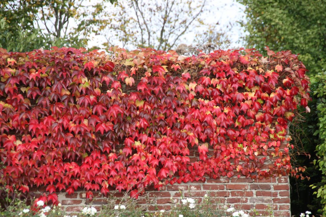 Parthenocissus tricuspidata 'Veitchii Robusta' - Oosterse wingerd ...