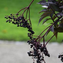 Sambucus nigra 'Gerda' - Gewone vlier | De Tuinen van Appeltern