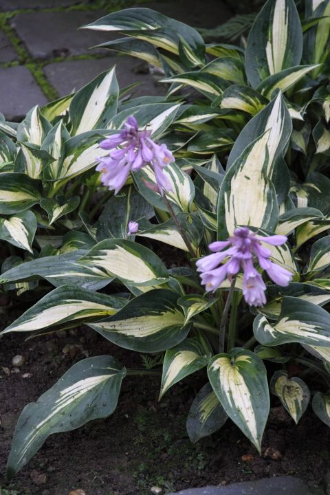 Hosta 'Magic Island' - Hartlelie | De Tuinen van Appeltern