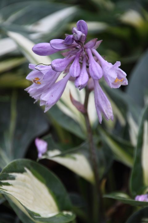 Hosta 'Magic Island' - Hartlelie | De Tuinen van Appeltern