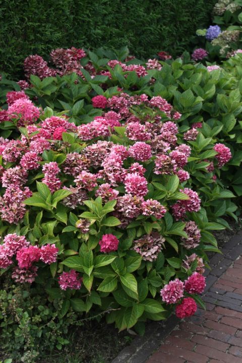 Hydrangea macrophylla 'Forest Foster' - Tuinhortensia | De Tuinen van ...