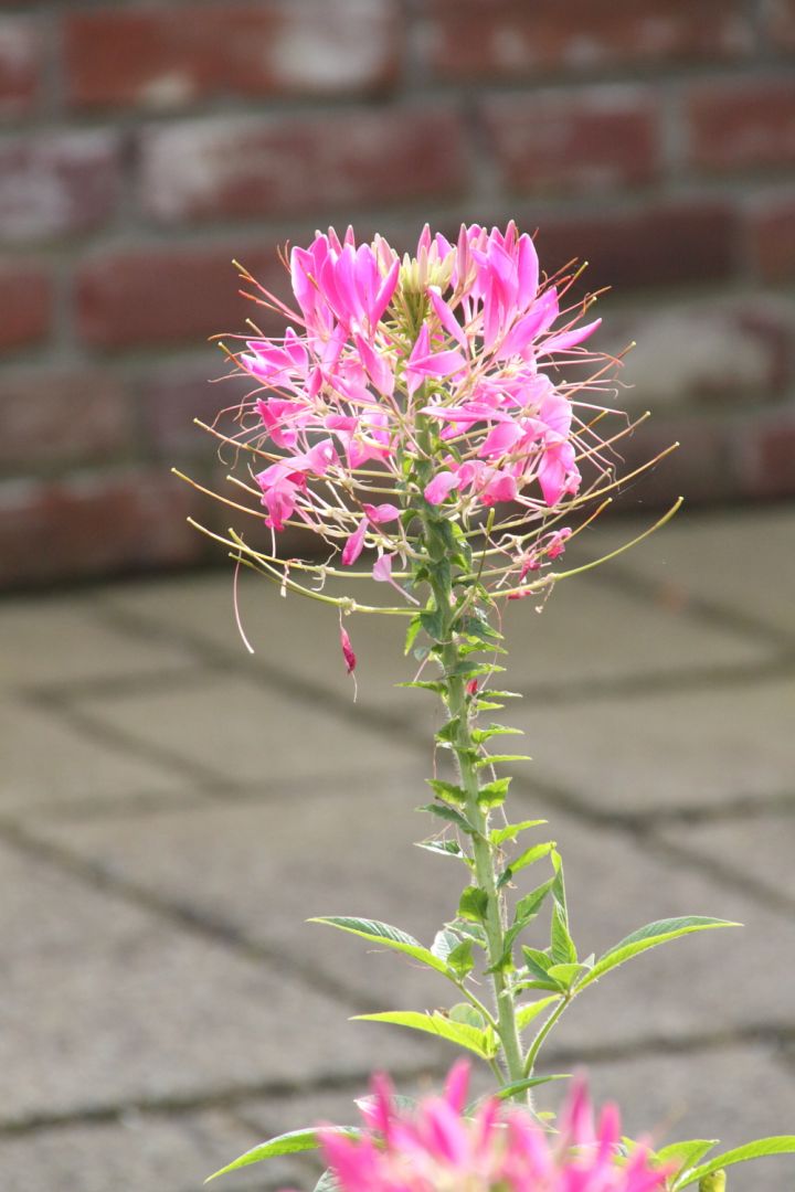 Cleome spinosa - Kattensnor | De Tuinen van Appeltern