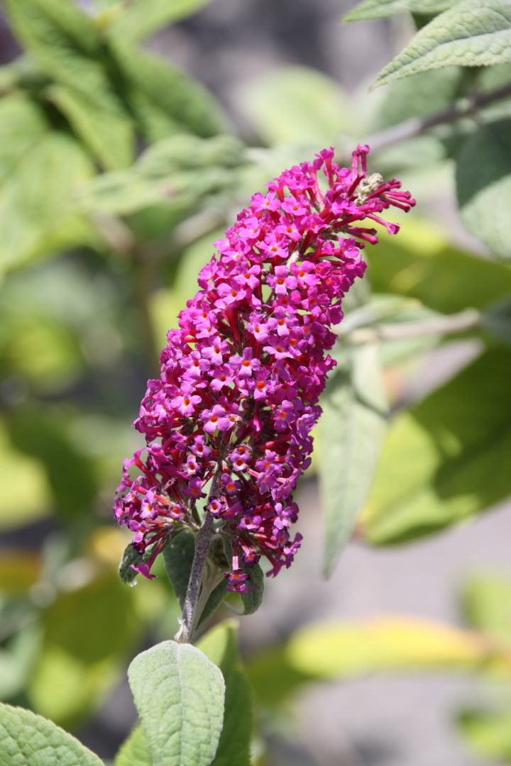 Buddleja 'Miss Ruby' - Vlinderstruik | De Tuinen van Appeltern