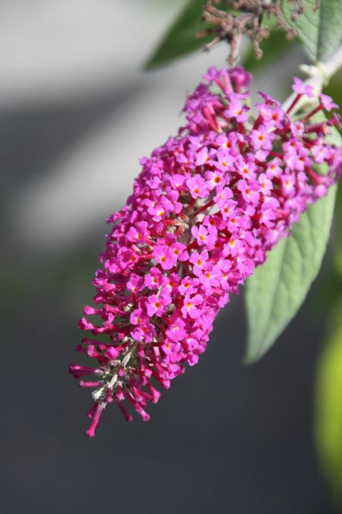 Buddleja 'Miss Ruby' - Vlinderstruik | De Tuinen van Appeltern