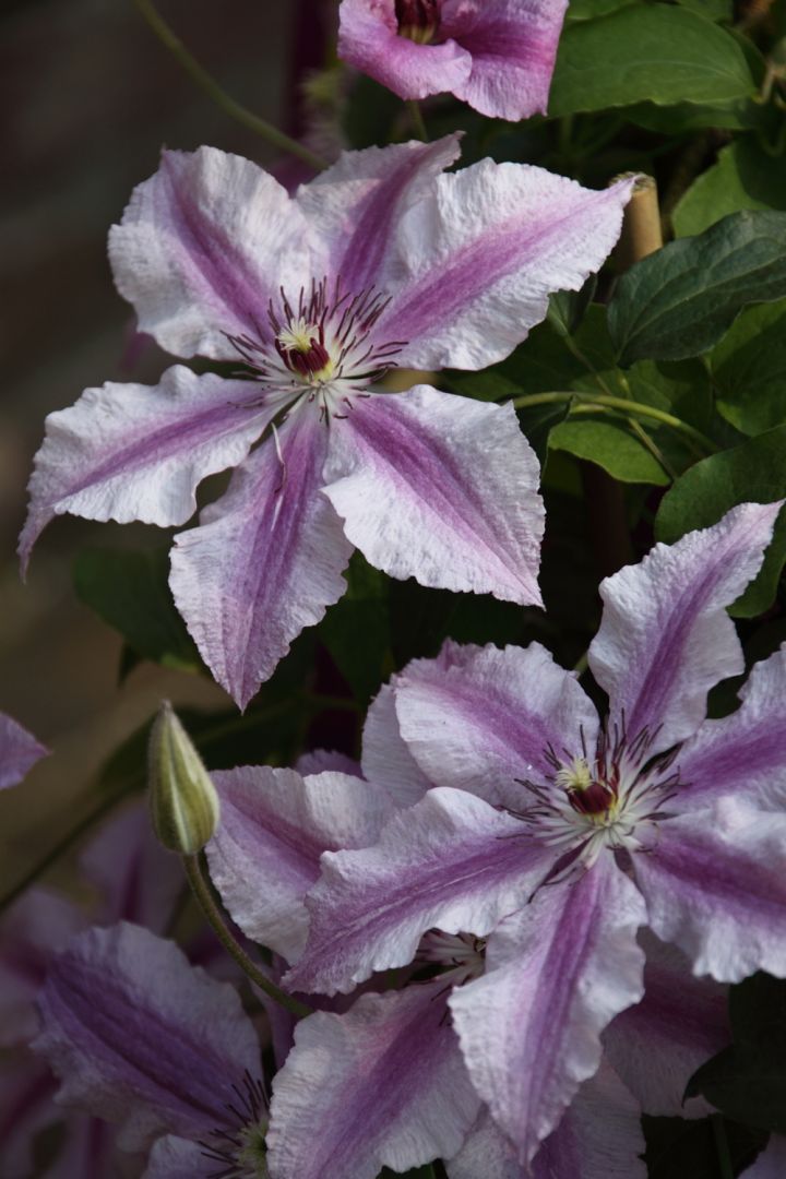 Clematis 'Ooh la la' - Bosrank, bosdruif | De Tuinen van Appeltern