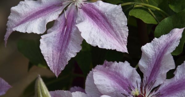 Clematis 'Ooh la la' - Bosrank, bosdruif | De Tuinen van Appeltern