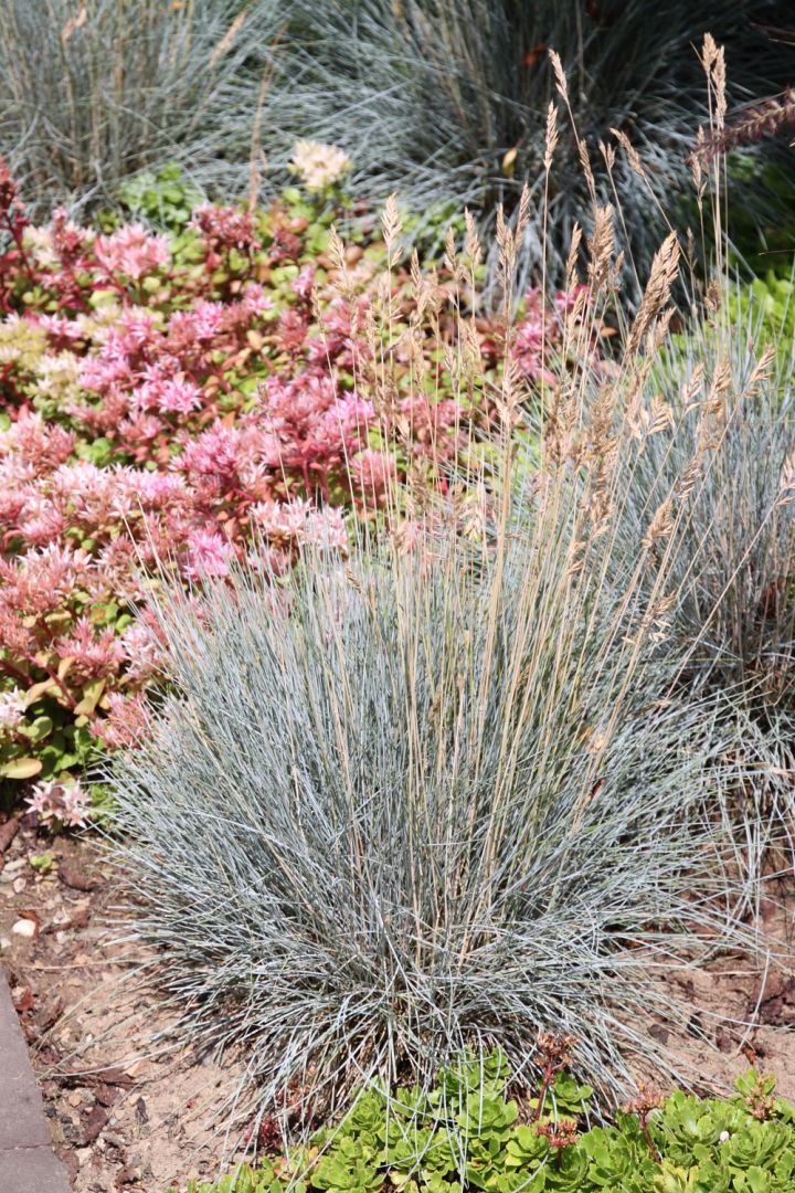 Festuca glauca 'Elijah Blue' - Blauw schapengras | De Tuinen van Appeltern