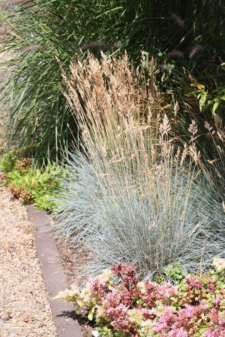 Festuca glauca 'Elijah Blue' - Blauw schapengras | De Tuinen van Appeltern