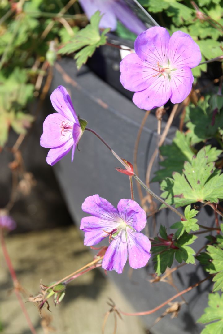 Geranium 'Azure Rush' - Ooievaarsbek | De Tuinen van Appeltern