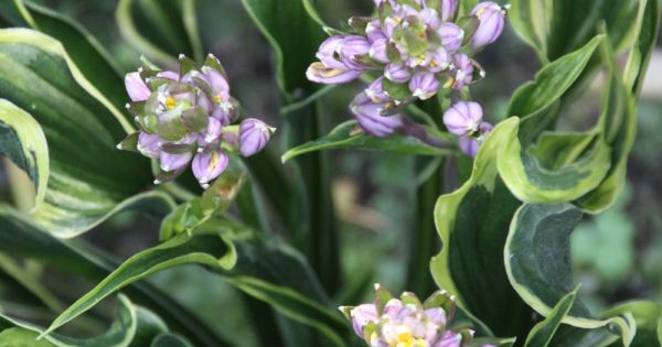 Hosta 'Hands Up' - Hartlelie | De Tuinen van Appeltern