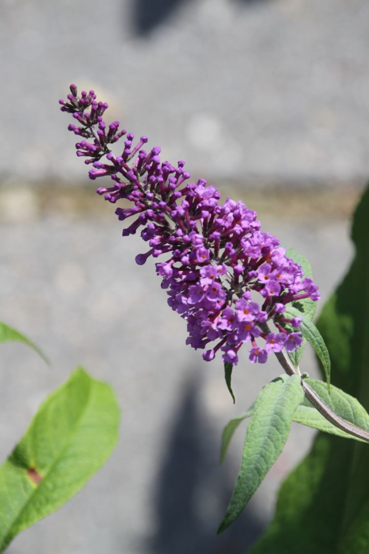 Buddleja davidii 'Flaming Violet' - Vlinderstruik | De Tuinen van Appeltern