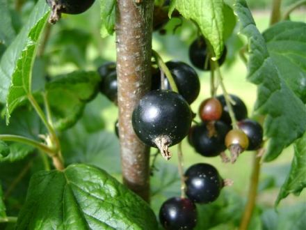 Ribes nigrum 'Black Reward' - Aalbes , Bes, zwart , Zwarte bes | De ...