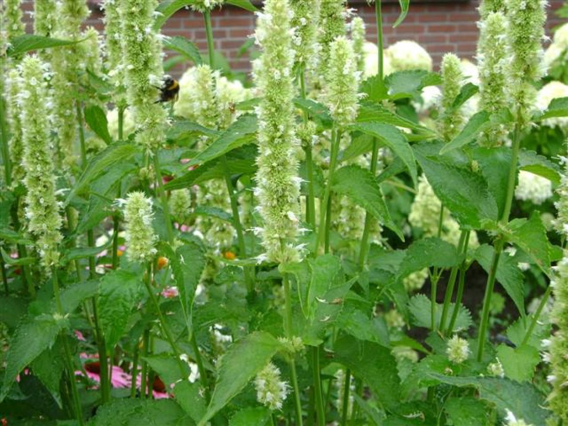 Agastache rugosa 'Alabaster' (Anijsnetel, Dropplant, Koreaanse Munt ...