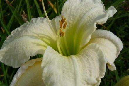 Hemerocallis 'Gentle Shepherd' - Daglelie | De Tuinen van Appeltern