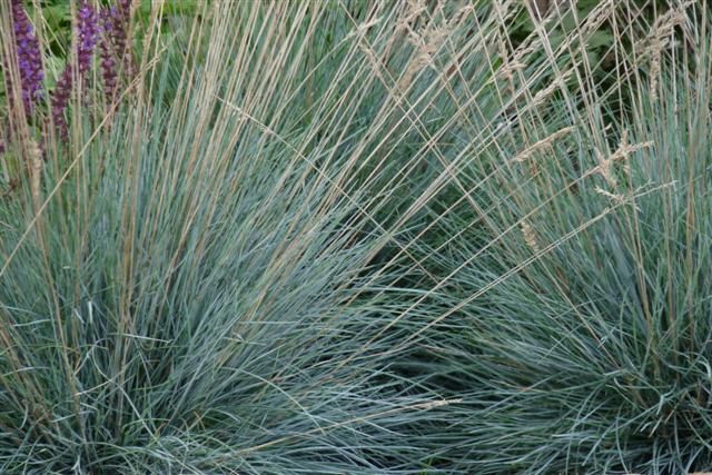 Festuca glauca (Blauw schapengras) | De Tuinen van Appeltern
