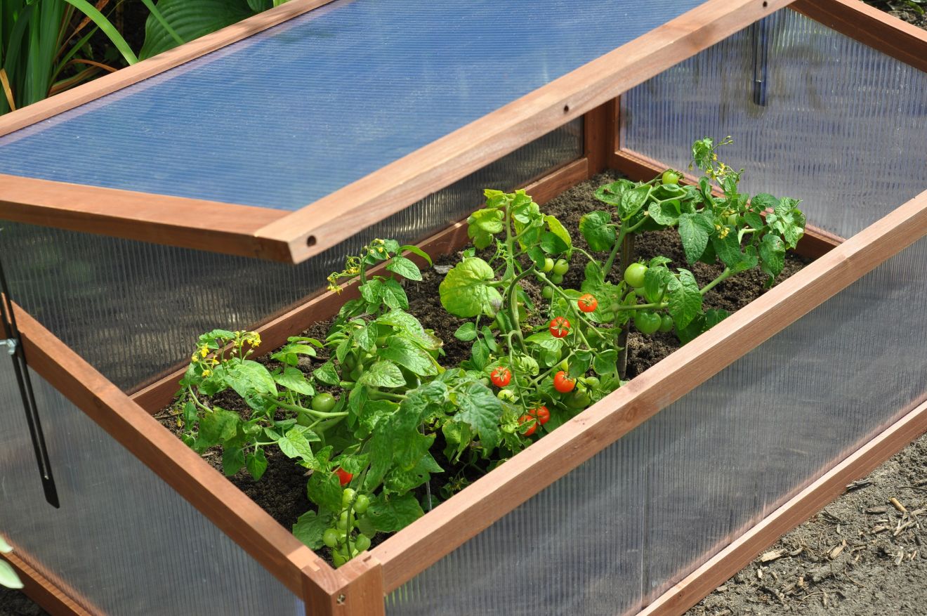 BROEIKAS 'SWEET TOMATO' | De Tuinen van Appeltern