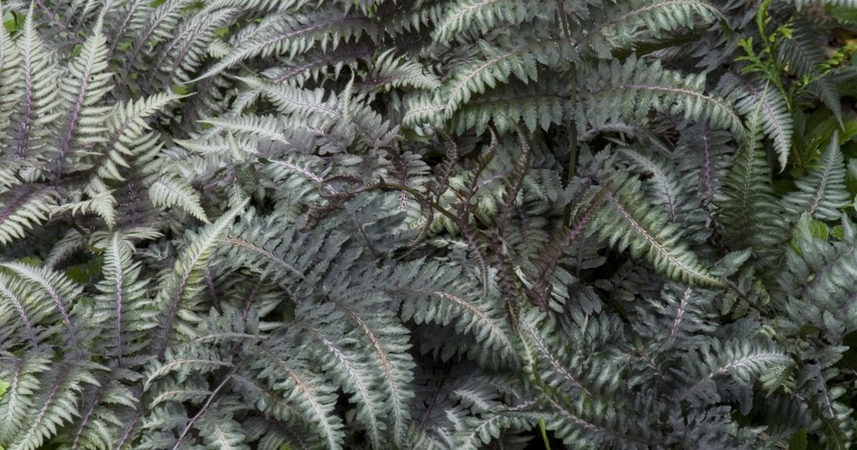 Athyrium niponicum 'Metallicum' (Japanse regenboogvaren) | De Tuinen ...