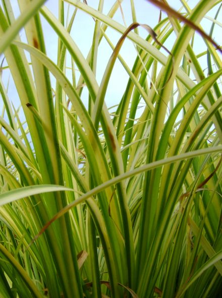 Acorus gramineus 'Variegata' - Bonte dwergkalmoes | De Tuinen van Appeltern