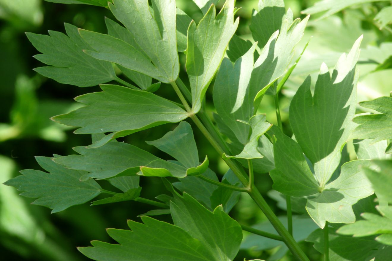 Levisticum officinale (Lavas, Maggiplant) | De Tuinen van Appeltern