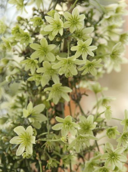 Clematis 'Pixie' - Groenblijvende bosrank | De Tuinen van Appeltern