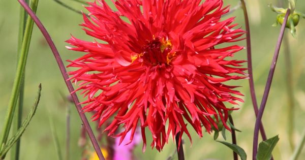 Dahlia 'Apache Blauw' - Dahlia | De Tuinen van Appeltern