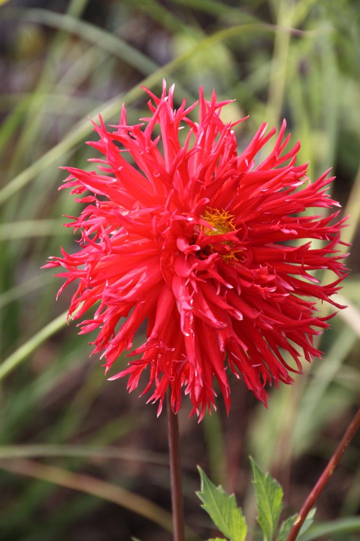 Dahlia 'Apache Blauw' - Dahlia | De Tuinen van Appeltern