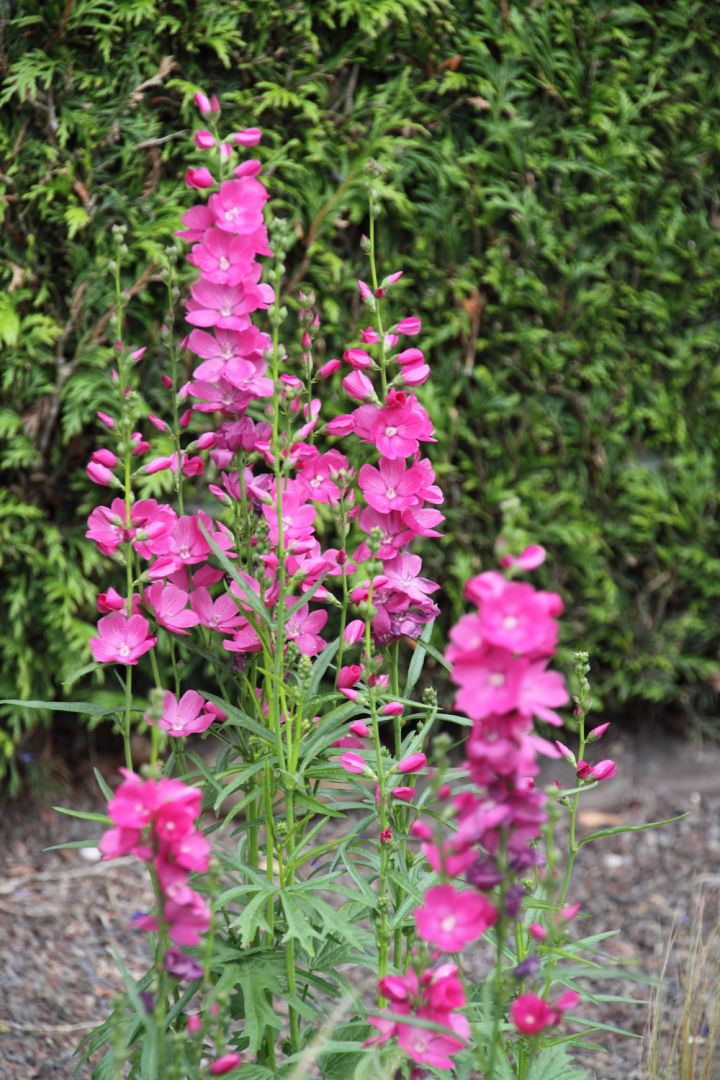 Sidalcea oregana 'Brilliant' - Griekse malva | De Tuinen van Appeltern