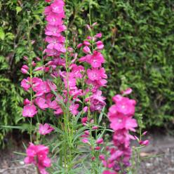 Sidalcea oregana 'Brilliant' - Griekse malva | De Tuinen van Appeltern