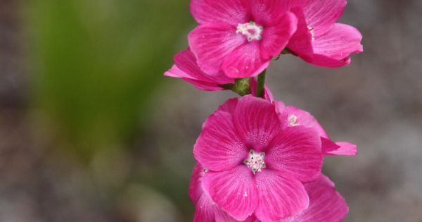 Sidalcea oregana 'Brilliant' - Griekse malva | De Tuinen van Appeltern