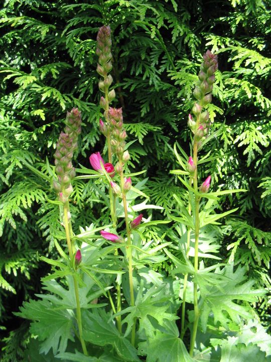 Sidalcea oregana 'Brilliant' - Griekse malva | De Tuinen van Appeltern