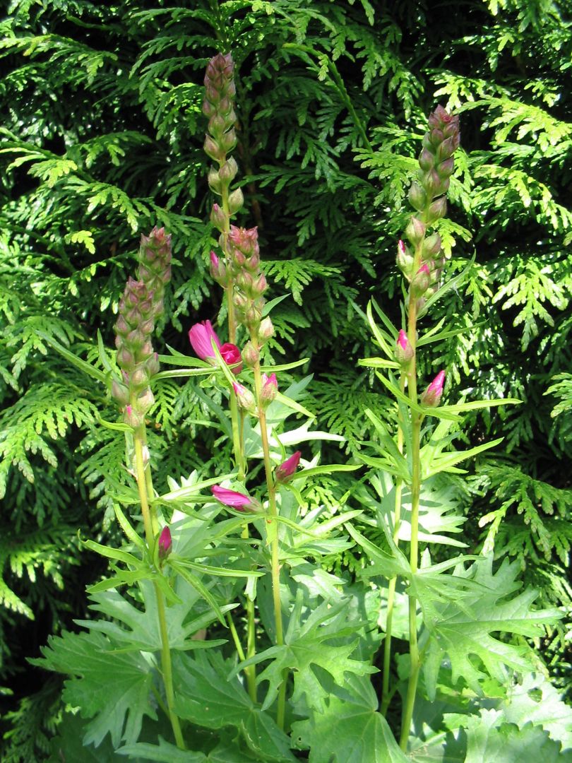 Sidalcea oregana 'Brilliant' - Griekse malva | De Tuinen van Appeltern