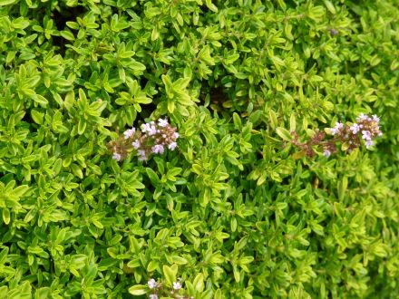 Thymus × citriodorus 'Aureus' - Citroentijm | De Tuinen van Appeltern