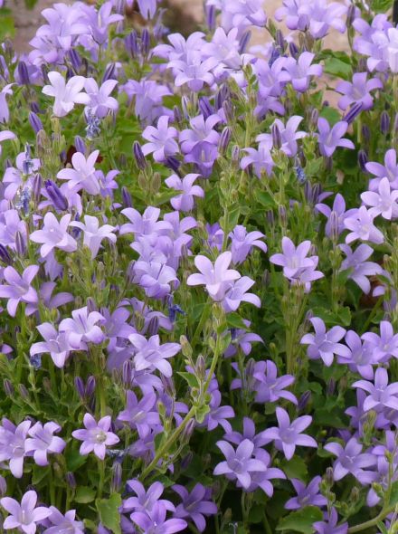 Campanula portenschlagiana 'Ambella Blue' (='PTB11701') - Klokjesbloem ...