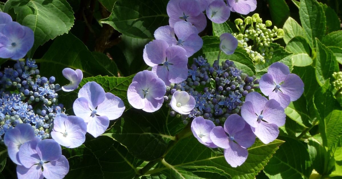 Hydrangea macrophylla 'Blauling' (Blauwe schermvormige hortensia) | De ...