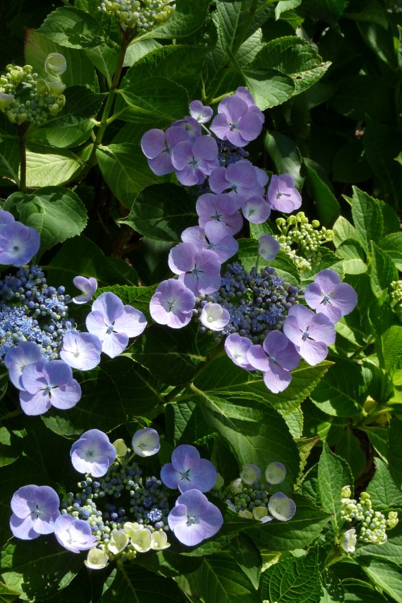 Hydrangea macrophylla 'Blauling' (Blauwe schermvormige hortensia) | De ...