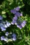 Hydrangea macrophylla 'Blauling' (Blauwe schermvormige hortensia) | De ...