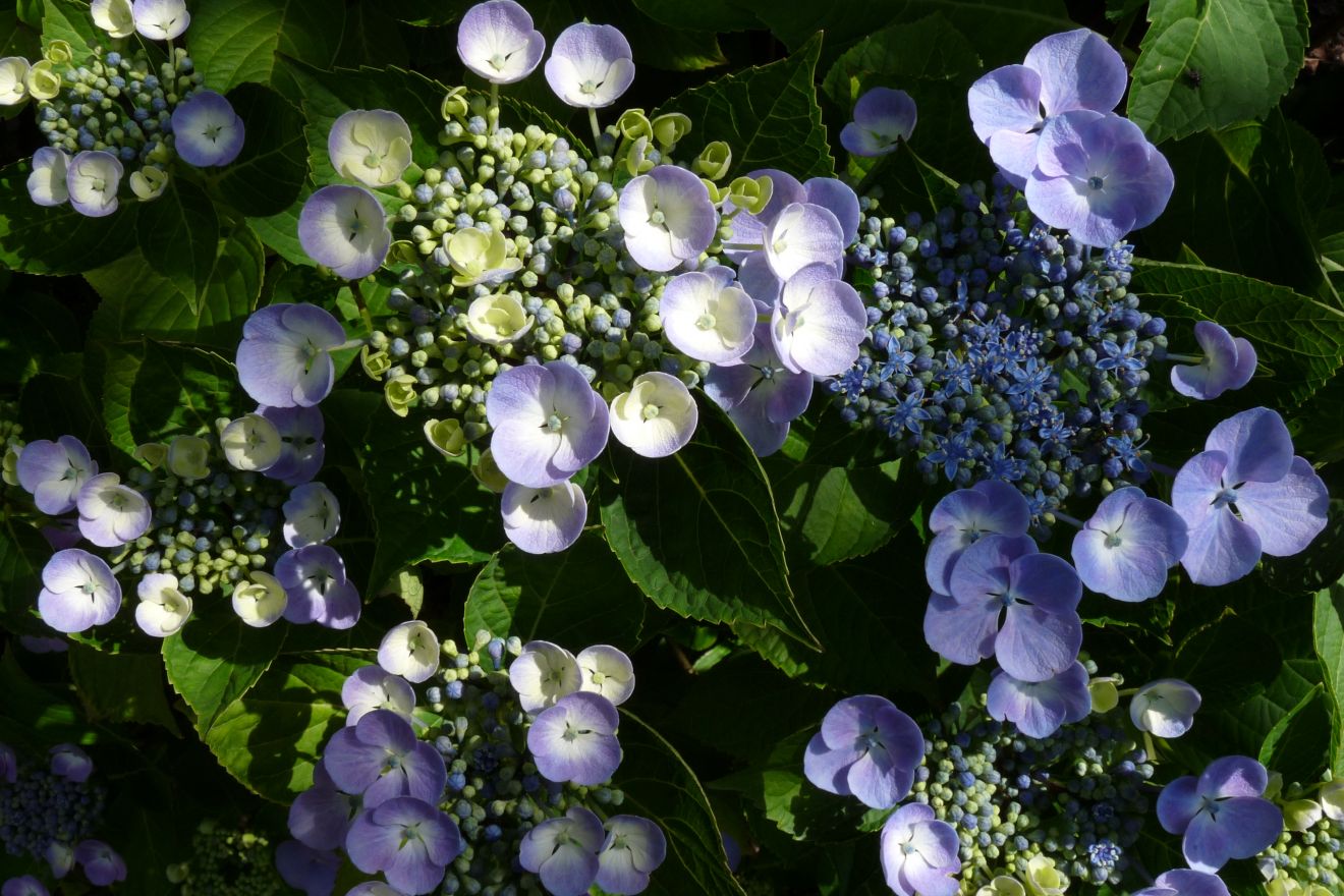 Hydrangea macrophylla 'Blauling' (Blauwe schermvormige hortensia) | De ...