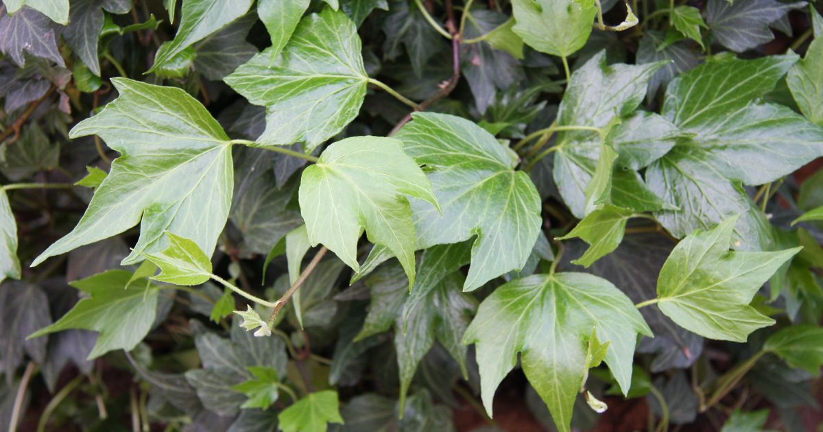Hedera helix 'Green Ripple' (Klimop) | De Tuinen van Appeltern