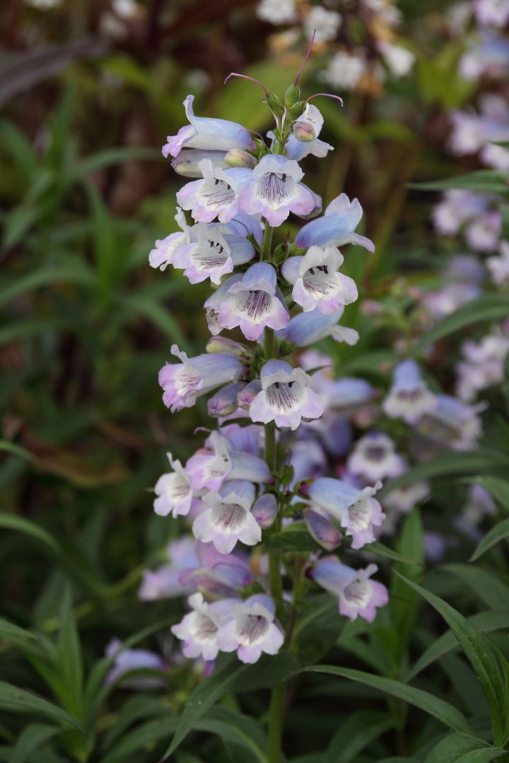Penstemon 'Sour Grapes' - Slangekop | De Tuinen van Appeltern