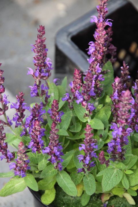Salvia nemorosa 'Sensation Deep Blue' - Salie | De Tuinen van Appeltern