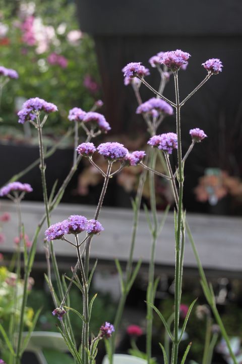 Verbena bonariensis 'Lollipop' - IJzerhard | De Tuinen van Appeltern