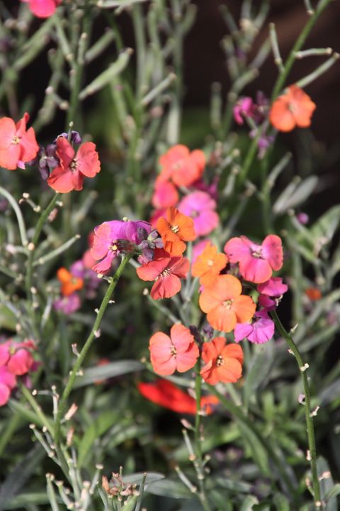 Erysimum 'Red Jep' - Muurbloem, steenraket | De Tuinen van Appeltern