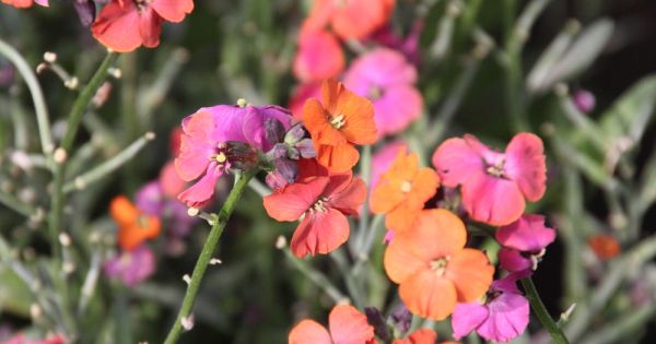 Erysimum 'Red Jep' - Muurbloem, steenraket | De Tuinen van Appeltern