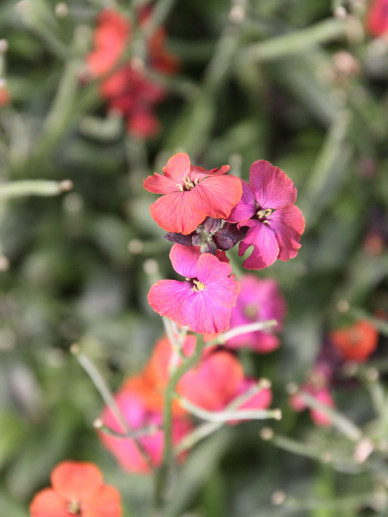 Erysimum 'Red Jep' - Muurbloem, steenraket | De Tuinen van Appeltern